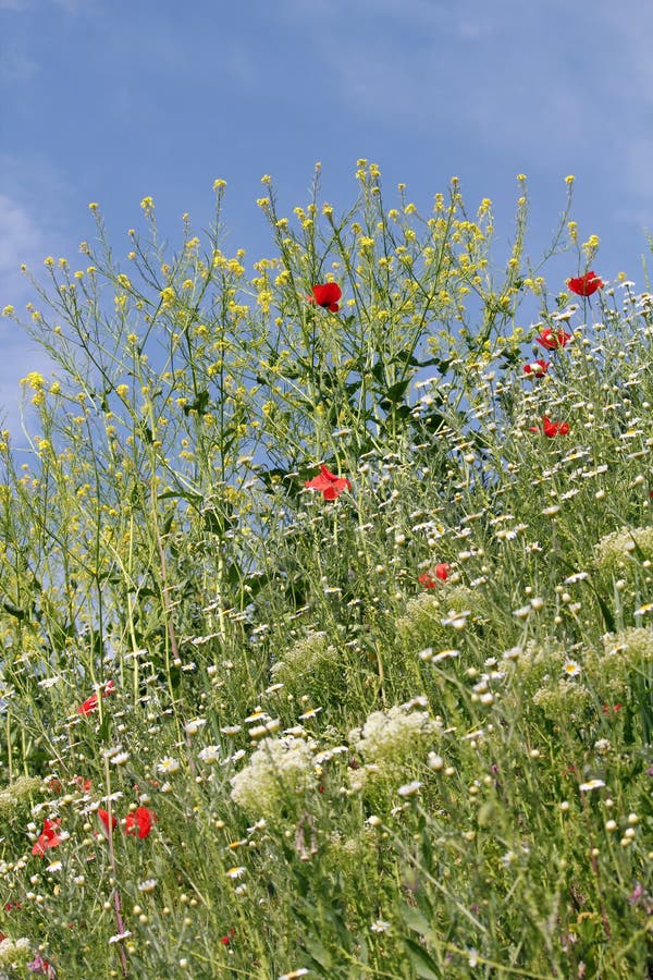 Wild flowers field stock image. Image of herbal, yellow - 37223335