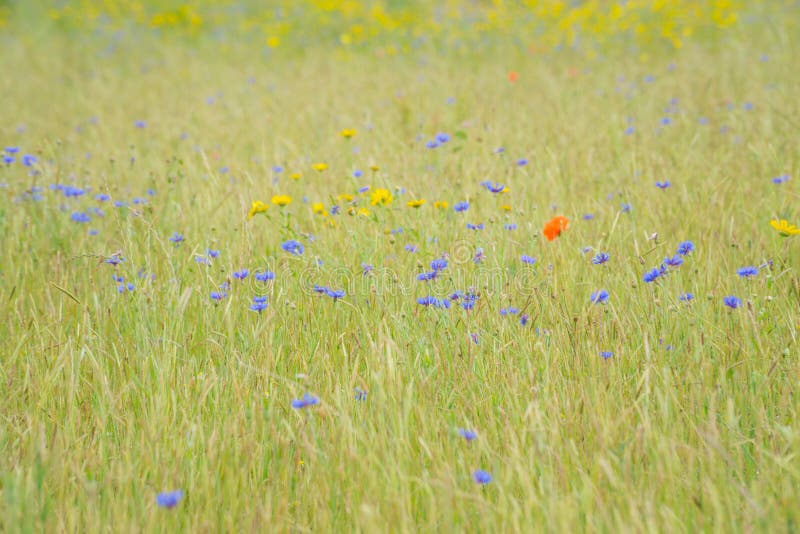 Wild Flowers in a Field at Summertime Stock Image - Image of ready ...
