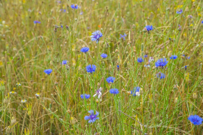 Wild Flowers in a Field at Summertime Stock Image - Image of daytime ...