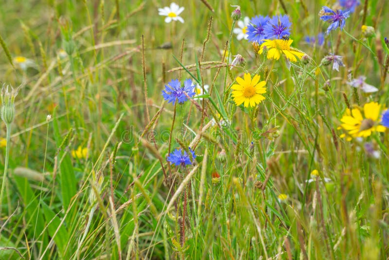 Wild Flowers in a Field at Summertime Stock Image - Image of lined ...