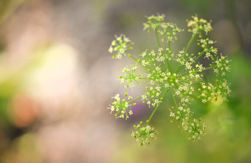 Wild flowers stock image. Image of leaves, nature, blossom - 190338389