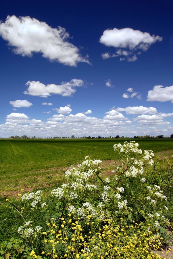 Wild Flowers, Fields, and Sky Stock Photo - Image of crops, blue: 2324226