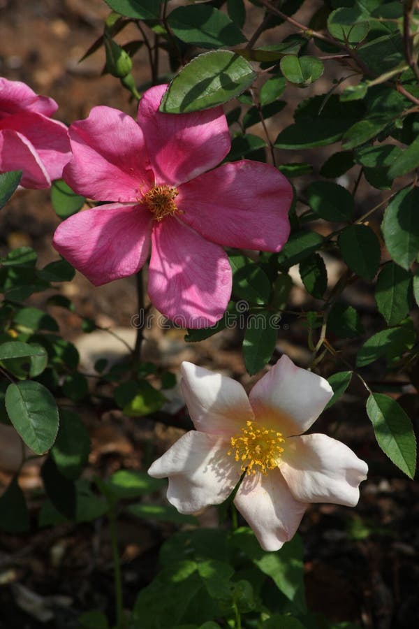 Wild Flowers in the Fields of South Texas Stock Photo - Image of green ...