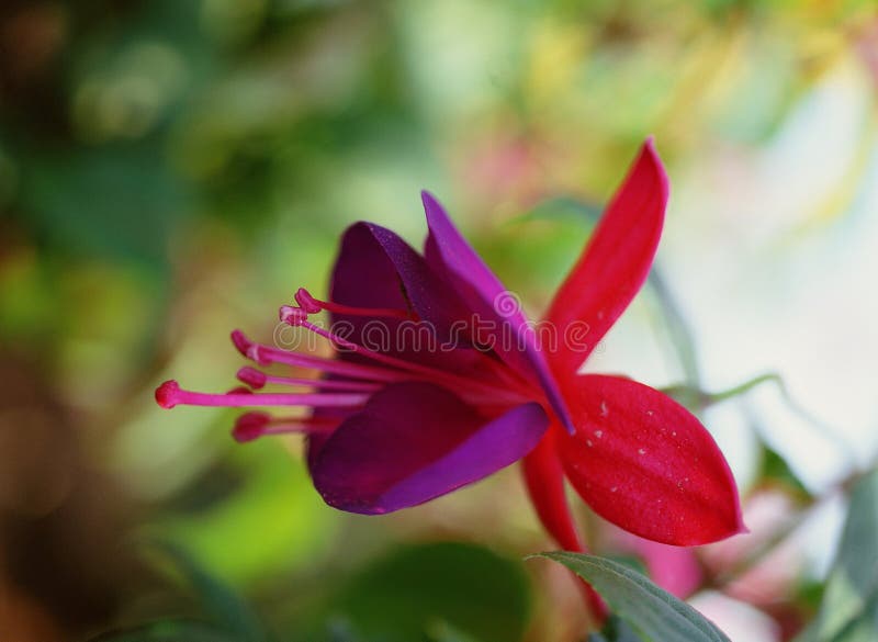 Wild Flowers stock image. Image of colorful, flowers - 81552579