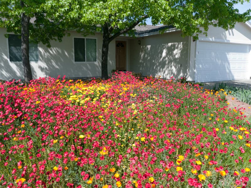 Wild Flowers in the Front Yard Stock Image - Image of yellow, house ...