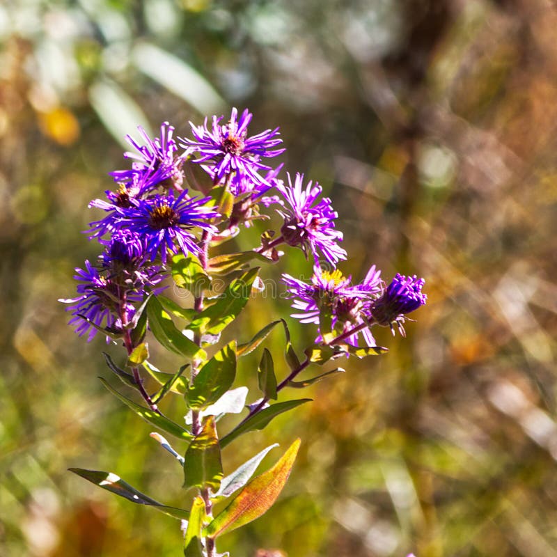 Wild Flowers Glowing Under the Fall Light, , Niagara Falls, on, Canada ...