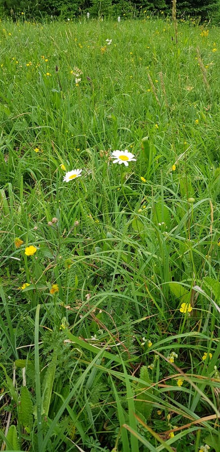Wild flowers in grass stock image. Image of garden, tree - 223429555