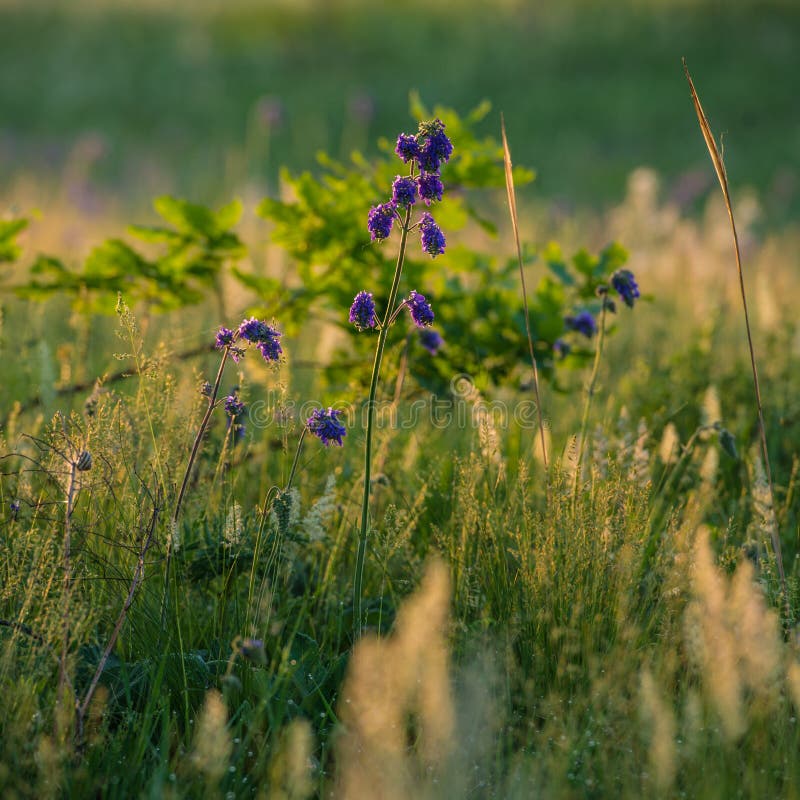 Wild flowers and grass stock image. Image of fresh, light - 78925305