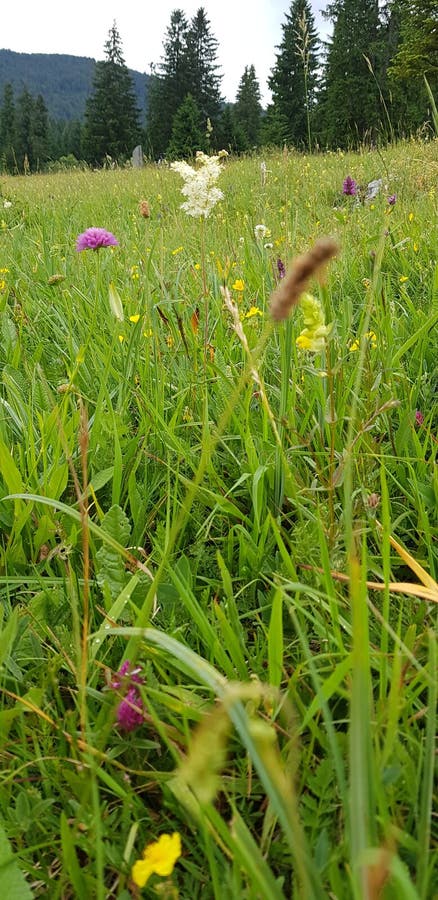 Wild flowers in grass stock photo. Image of shrub, meadow - 223429590