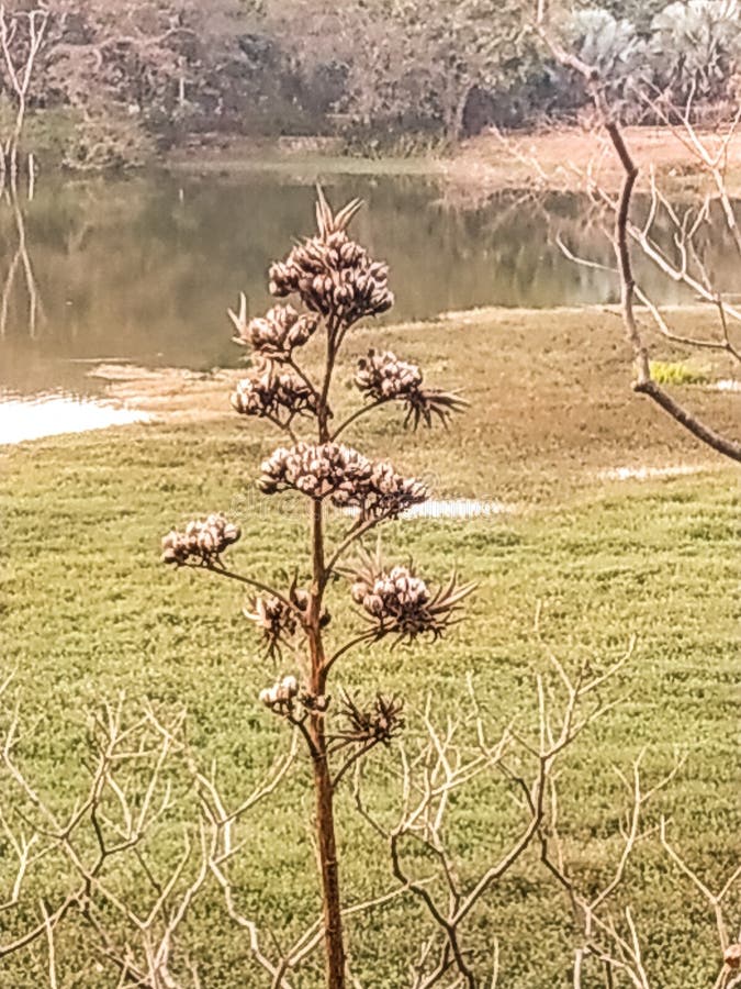 Wild Flowers, Greenery, Lake Trees, Plant Stock Image - Image of ...