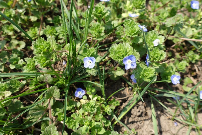 Prostrate Speedwell or Rock Speedwell - Veronica Prostrata Stock Photo ...