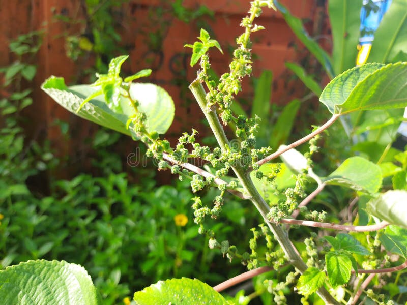 Wild Flowers that Grow in Landfills Stock Photo - Image of green, leaf ...