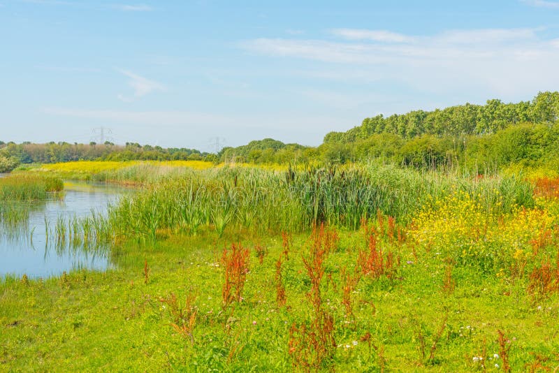 Wild Flowers Growing Along a Lake in Summer Stock Image - Image of ...