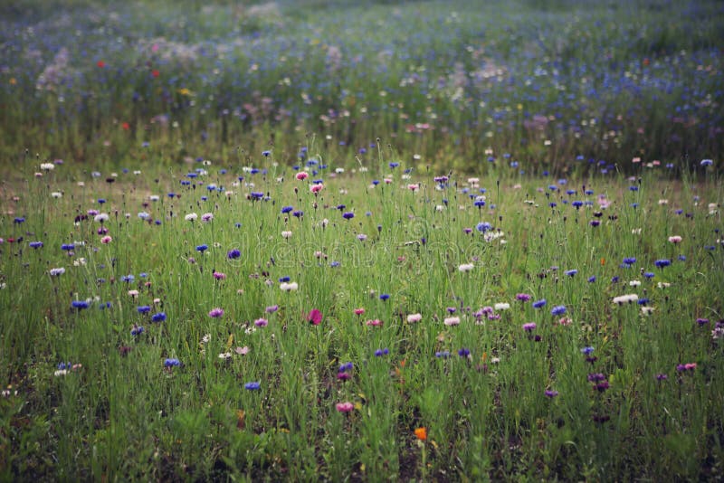 Wild Flowers Growing in a Field Stock Photo - Image of colourful, white ...