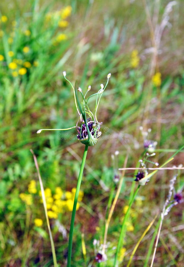 Wild Flowers Growing on the Fild Stock Photo - Image of spring, blossom ...