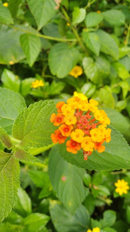 Wild Flowers that Have Orange and Yellow Colors Stock Photo - Image of ...