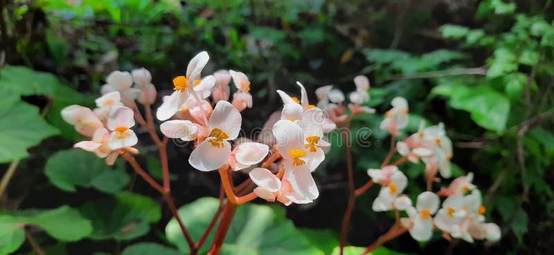 Wild Flowers in Hidden Nature Stock Image - Image of hidden, beauty ...