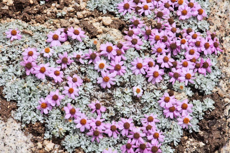 Wild Flowers of High Altitude, Himalayas Stock Photo - Image of flora ...