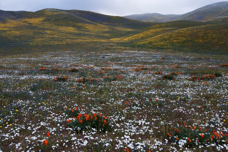 Wild Flowers and Hills stock image. Image of america - 24691921