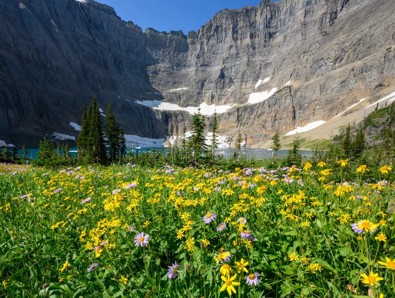 Wild Flowers at Iceberg Lake Stock Image - Image of partly, field ...