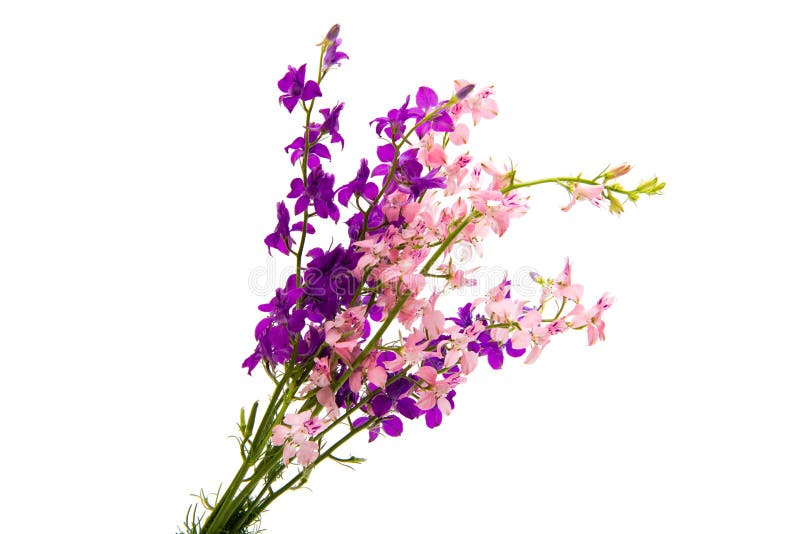 Wild flowers isolated stock photo. Image of beautiful - 178466672
