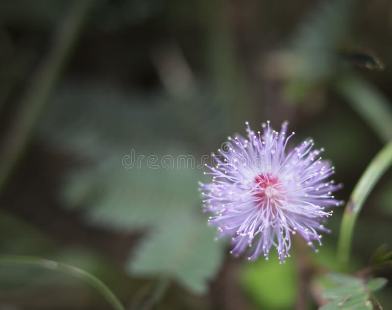 Wild Flowers in Karnataka, India Stock Image - Image of flowers, garden ...