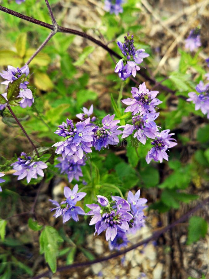 Wild Flowers - Large Speedwell Stock Image - Image of flowers, herb ...