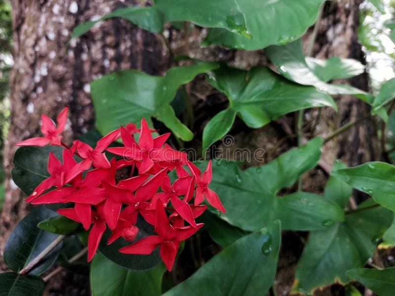 Wild Flowers that Live in Rubber Plantations Stock Image - Image of ...