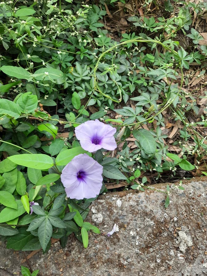 Wild Flowers Look Beautiful and Vibrant. Stock Image - Image of vibrant ...