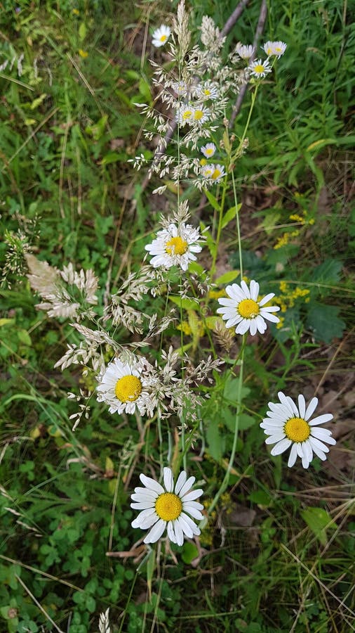 Wild flowers stock photo. Image of summer, salbatice - 122128848