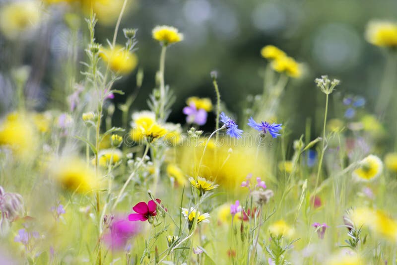 Wild flowers meadow stock image. Image of summer, background - 15020365