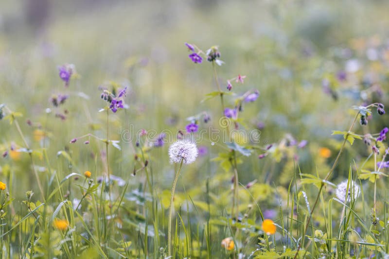 Wild flowers in the meadow stock image. Image of natural - 278027601