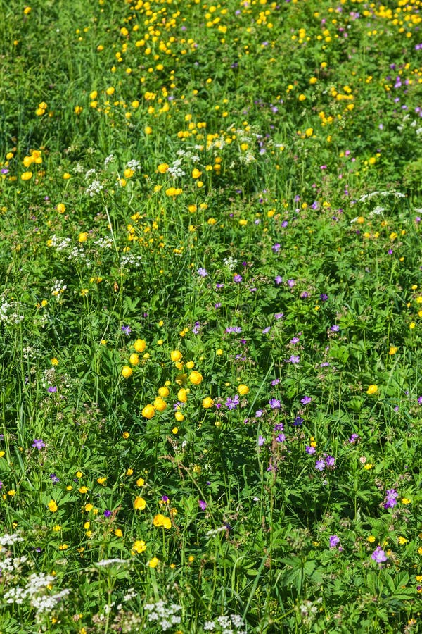 Wild flowers in the meadow stock image. Image of blooming - 54788641