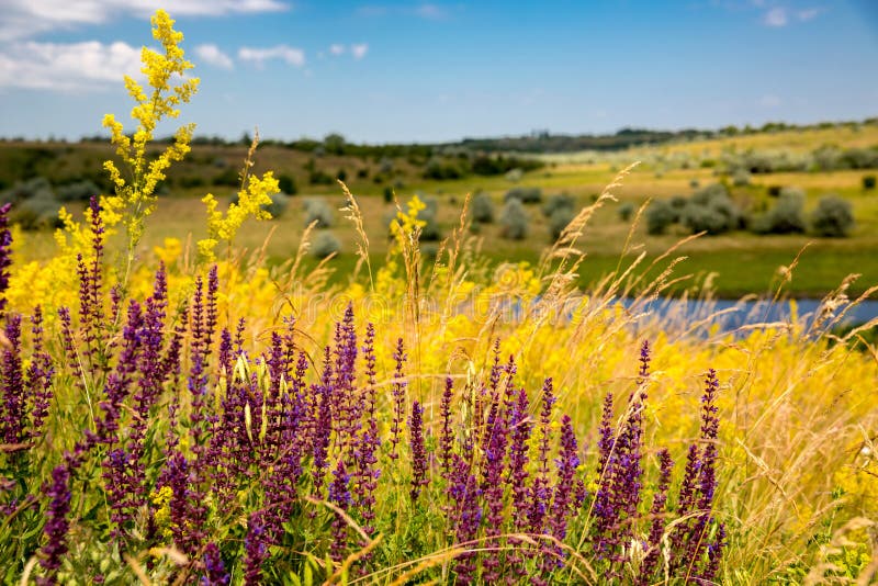 Wild flowers on meadow stock image. Image of bloom, fresh - 121817817