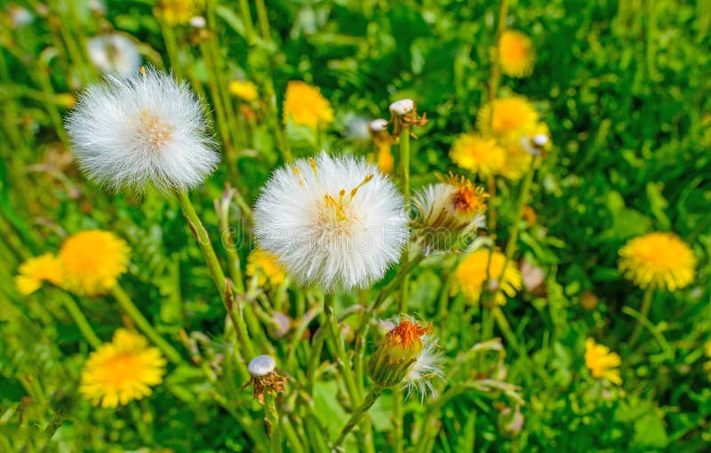 Wild Flowers in a Meadow in Spring Stock Image - Image of spring ...