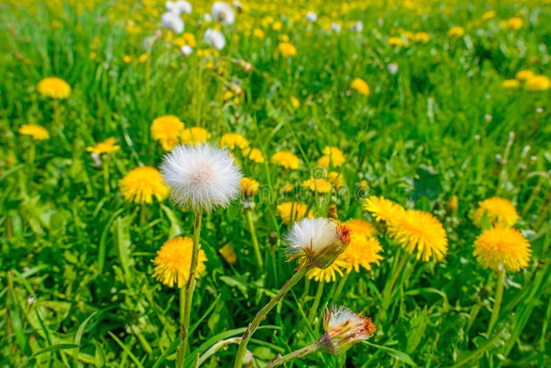 Wild Flowers in a Meadow in Spring Stock Photo - Image of meadow, wild ...