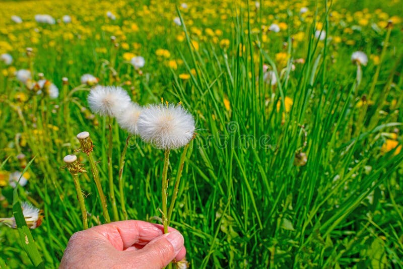 Wild Flowers in a Meadow in Spring Stock Image - Image of seed, meadow ...