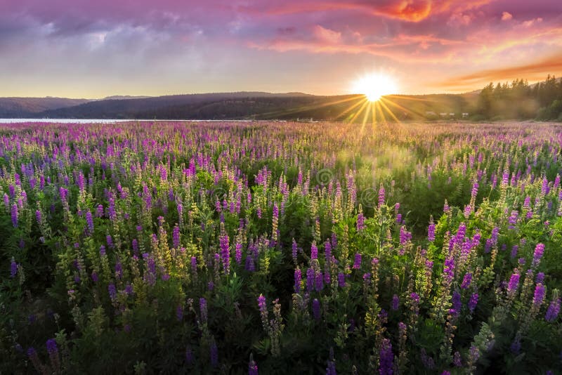 Wild Flowers Meadow at Sunset Stock Image - Image of beautiful ...