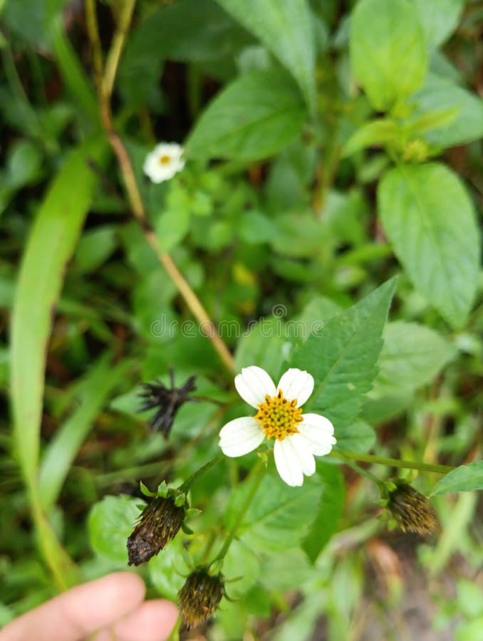 Wild Flowers on the Mongkrang Hill, Central Java, Indonesia Stock Image ...