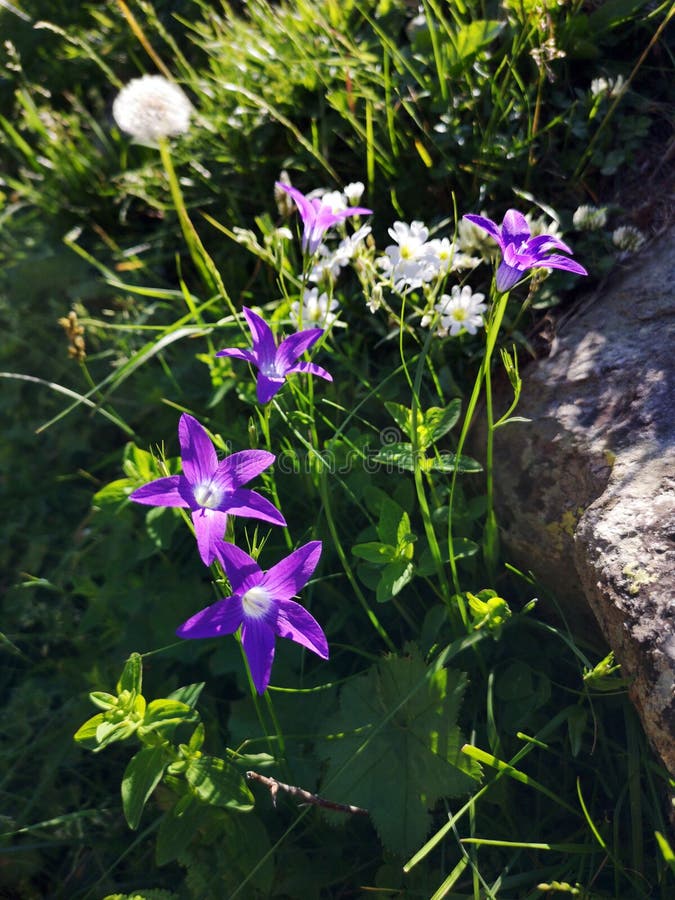 Wild Flowers in the Mountains. Stock Image - Image of blue, gardening ...