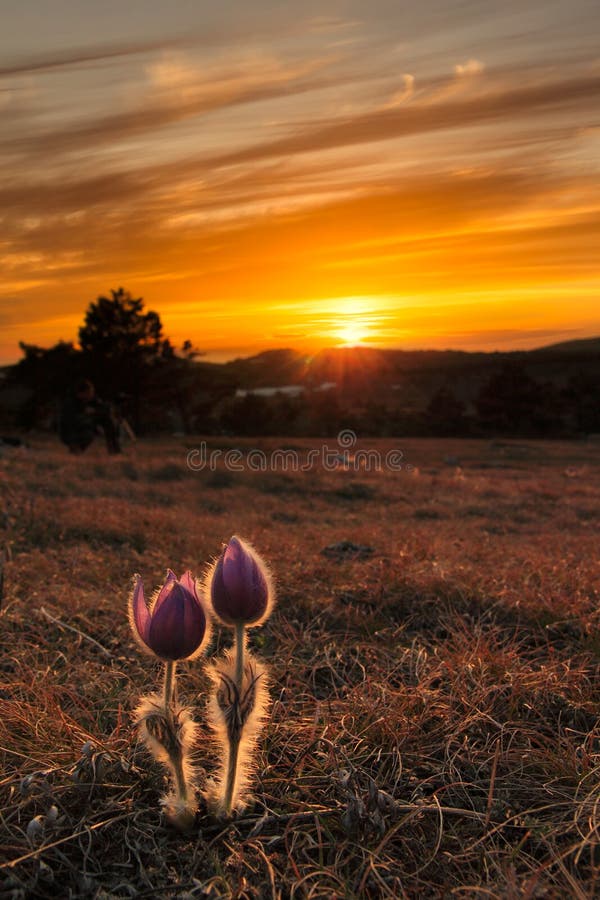 Wild Flowers in the Mountains at Sunset. Spring Landscape Stock Photo ...