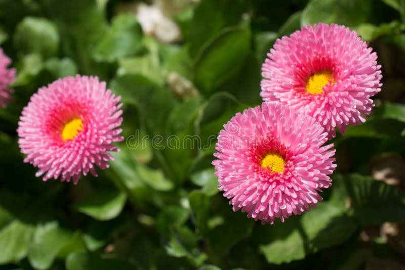 Wild flowers in nature stock photo. Image of color, wild - 70314602