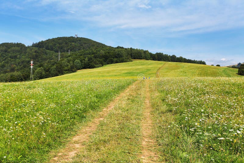 Wild Flowers with Path in Mountain Stock Photo - Image of serene ...