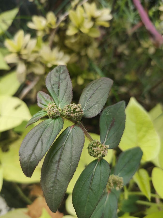 Wild flowers patikan kebo stock image. Image of vegetation - 373251191