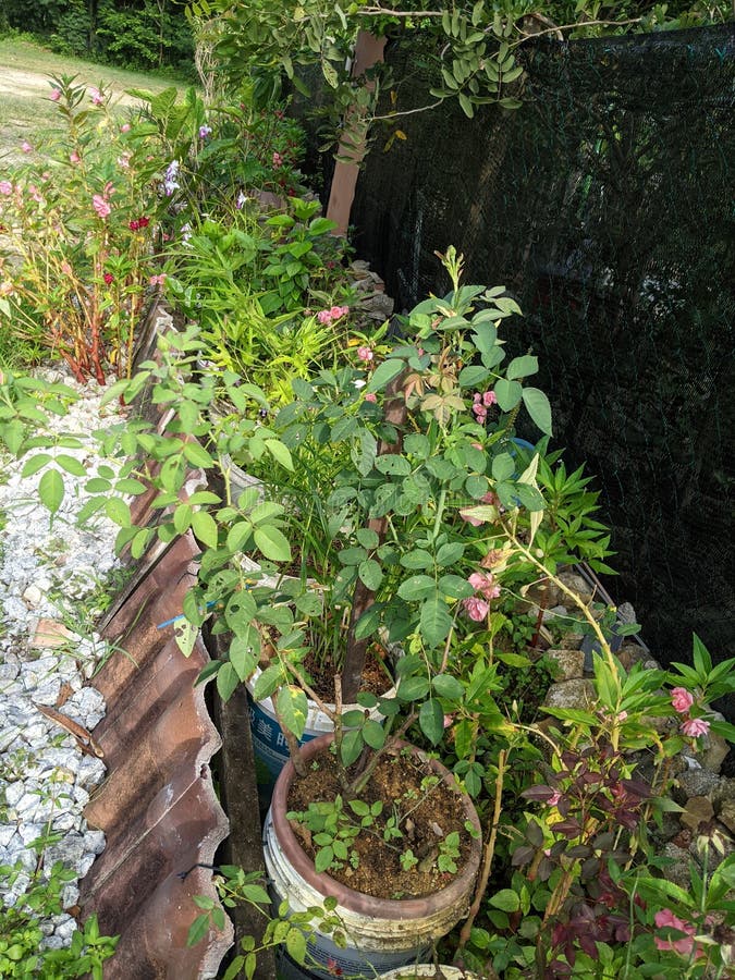 Wild Flowers Plant in the Pot Stock Image - Image of lawn, produce ...