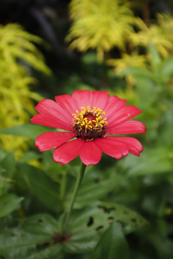 Wild Flowers in the Plantation Near the Rice Fields Stock Photo - Image ...