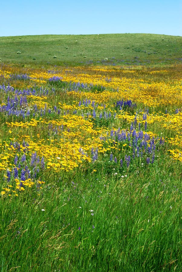 Wild Flowers on Alberta Prairie Stock Image - Image of alberta ...