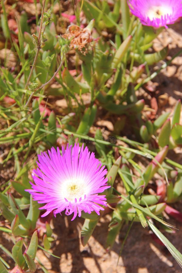 Wild Flowers in a Prairie in Kangaroo Island (australia) Stock Image - Image of plant, island ...