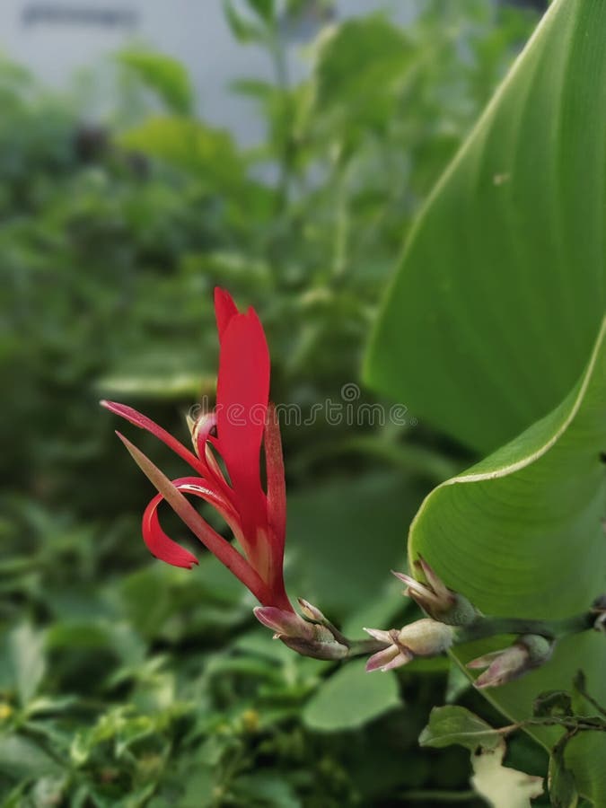 Wild Flowers in the Red House Yard. Stock Image - Image of flowers ...
