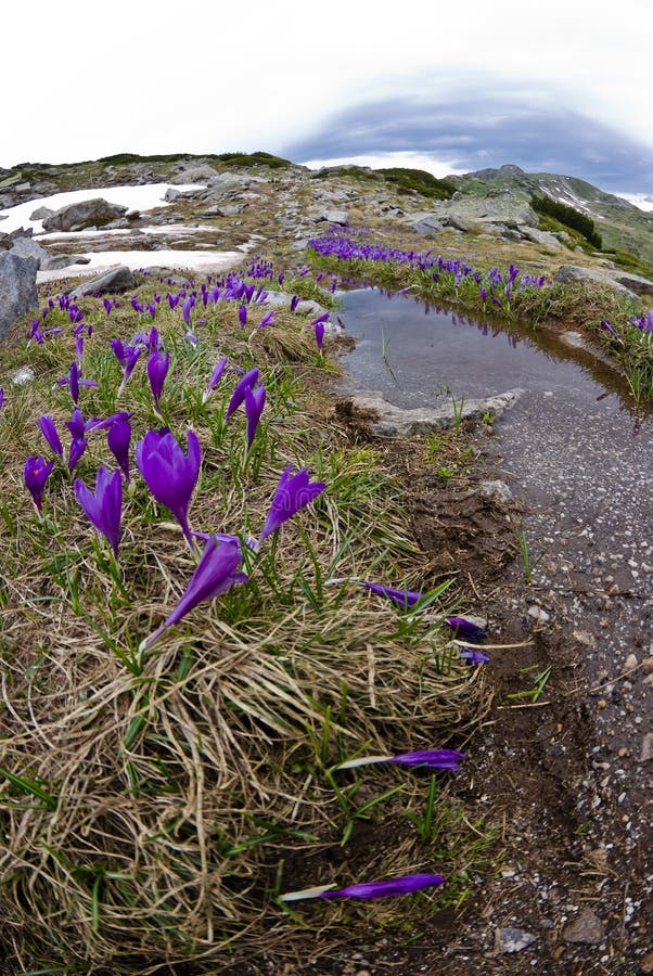 Wild Flowers stock image. Image of bulgaria, grass, balkan - 33426599